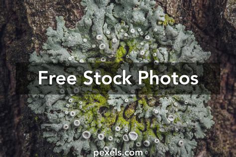 Lichen Morphology Photos Download The Best Free Lichen Morphology