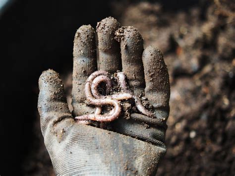 Earthworm In Soil For Planting Ang Hand Holding Them Stock Image