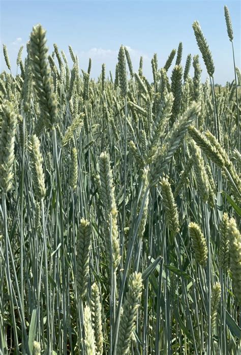 What Is The Difference Between Bearded Awletted And Beardless Grain