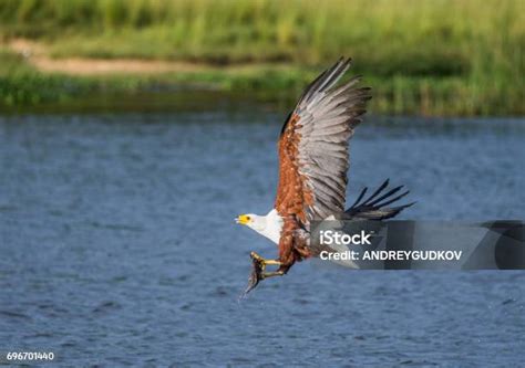 아프리카 물고기가 글 비행에 그것의 발톱에 물고기 동쪽 아프리카입니다 우간다입니다 0명에 대한 스톡 사진 및 기타 이미지 0명 날기 대형 Istock