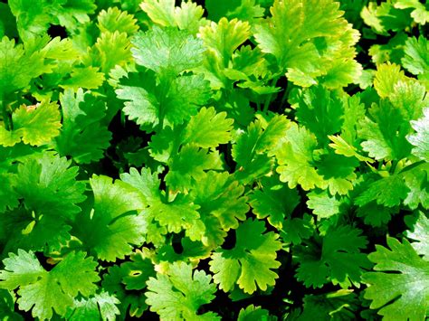 How To Grow And Care For Coriander Love The Garden