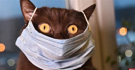 Коты в масках - Блог Жизнь On-Line | Блог Жизнь On-Line