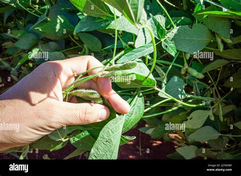 The Soybean Or Soya Bean Glycine Max Is A Species Of Legume Native To East Asia Widely Grown