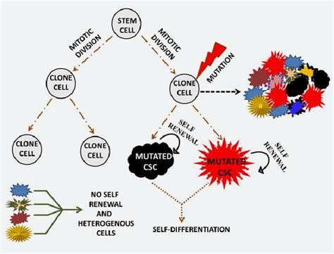 Cancer Stem Cell Csc Model Of Tumor Progression This Model