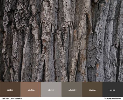 Tree Bark Color Scheme Image Color Palettes Tree Bark Color Scheme Image Color Palettes