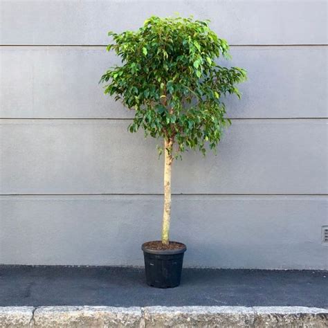 Weeping Fig Extra Large Lollipop Indoor Plant
