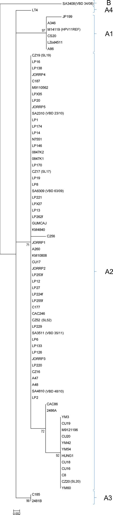 maximum likelihood tree based on a 208 bp region at the 3 end of the