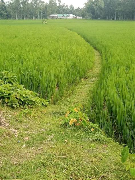 Ldr Indonesia Celana Yang Nyaman Dipakai Disegala Aktivitas Tanpa