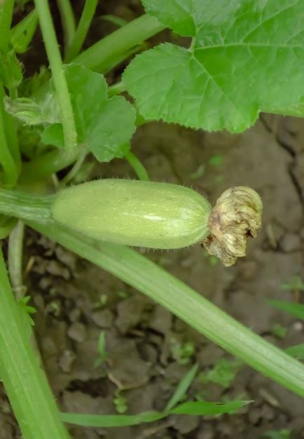 Premium Photo Small Zucchini On A Bush A Small Zucchini Grows Zucchini Fruit On A Bush