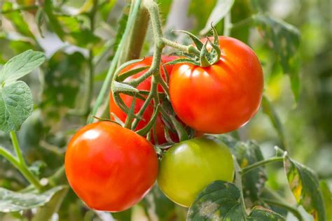 Tomato Images