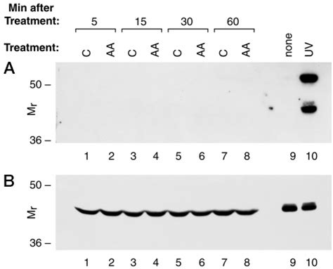 Jnk Proteins Are Not Phosphorylated In Response To Arachidonic Acid