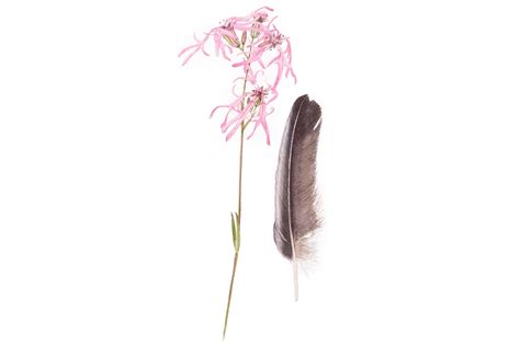 Ragged Robin And Jay Feather Preview Billy Showell School Of
