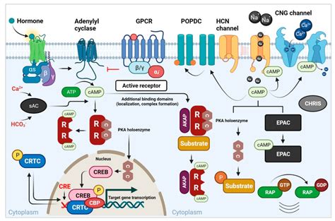 Signal Transduction Pathway Cell Cycle At Bruce Green Blog
