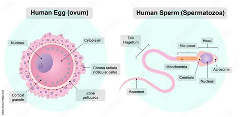 Human Germ Cells An Egg Cell Spermatozoon Stock Vector Adobe Stock