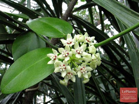 Хойя южная (Hoya australis) — описание, выращивание, фото | на LePlants.ru