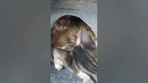 Dromie Attacks Oddies House Youtube