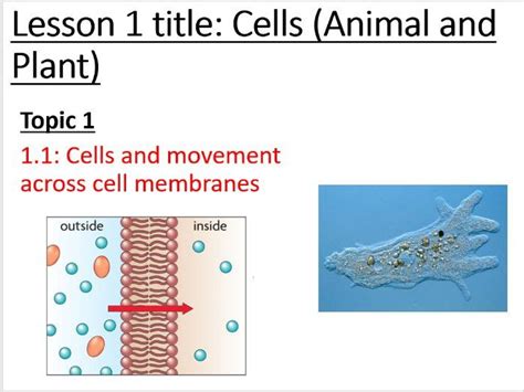 Lesson 1 Cells Wjec 1 1 Cells And Movement Across Membranes Teaching Resources