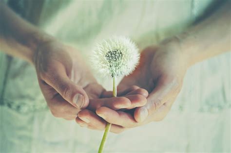 Fertility Treatment Blog Close To Nature Ivf Treatment Involving Blastocyst Culture