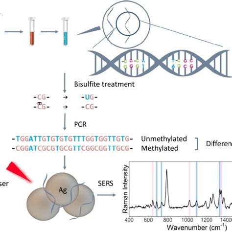 Schematic Illustration Of Pcr Sers Method Targeting Gene Methylation Download Scientific