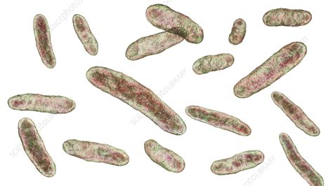 Sphingomonas Bacteria Illustration Stock Image F0352781 Science