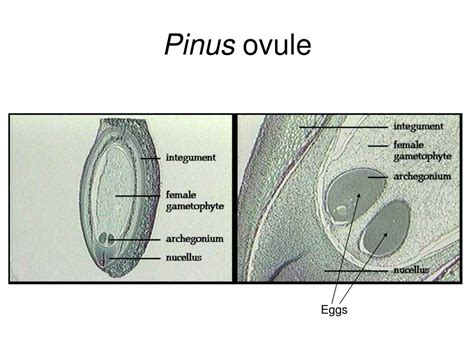 Ppt Pinus Spp Powerpoint Presentation Free Download Id 9473657
