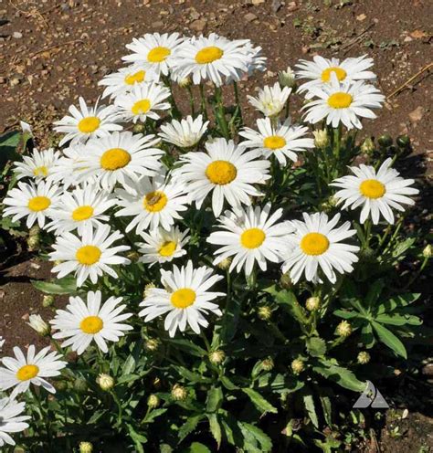Shasta Silver Princess Daisy Chrysanthemum Maximum Applewood Seed