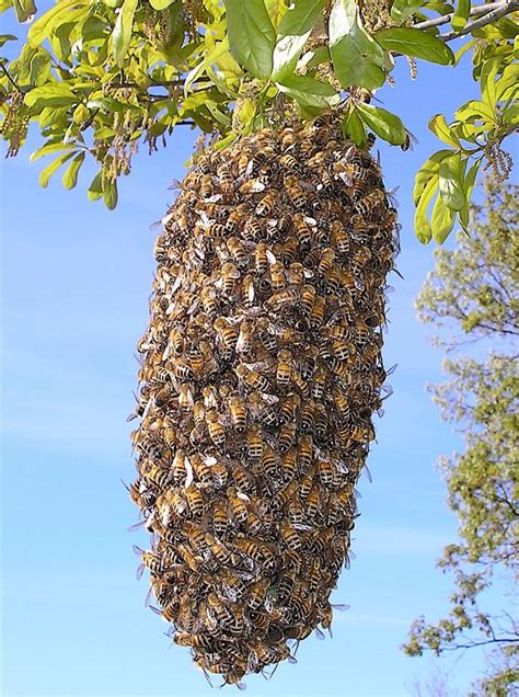 What Is A Swarm Of Bees And What Should I Do About It Root Simple