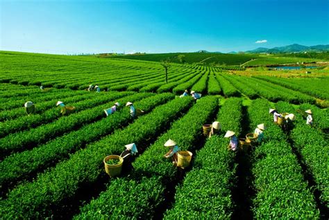 Khám Phá Những đồi Chè Có Khung Cảnh Tuyệt đẹp Tại Việt Nam