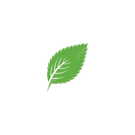 Mint Leaf Logo Illustration Vector Icon Fresh Leaves Png And Vector