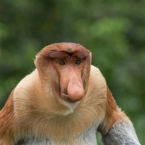 Massive Nose Memes Big Nose Imgflip