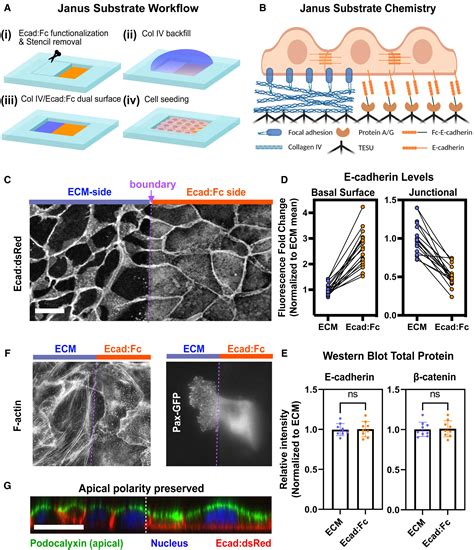 E Cadherin Biomaterials Reprogram Collective Cell Migration And Cell Cycling By Forcing