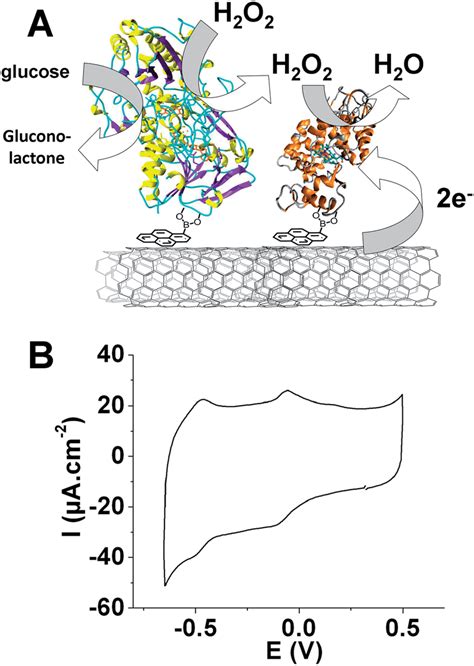 A Schematic Representation Of The Functionalization Of Mwcnt