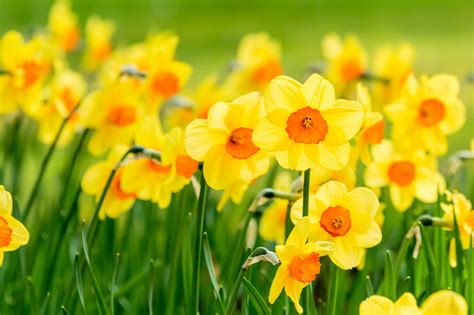 „ყვავილების ზოდიაქო“ რომელია თქვენი ყვავილი დაბადების თვის მიხედვით და რაზე მიანიშნებს ის