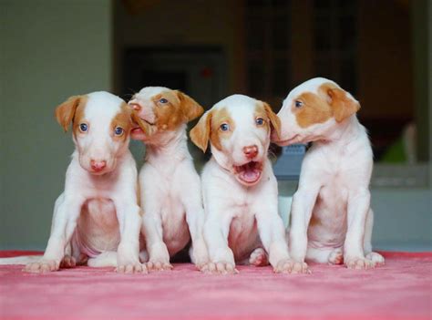 15 Photos Of Ibizan Hound Puppies With Pure Beauty