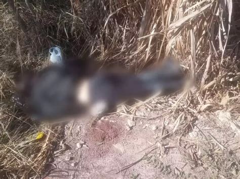Mulher Encontrada Morta Em Matagal Tinha 21 Anos Dourados News