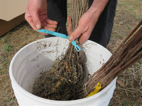‘if Trees Had Feet Tree Migration Brings Climate Resiliency To Michigan Forests