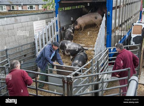 Domestic Pig, farmer loading pigs into trailer at market, Chelford Stock Photo, Royalty Free ...