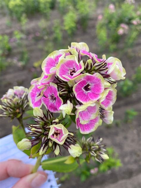 Orchid Yellow Tall Phlox | Faller Landscape