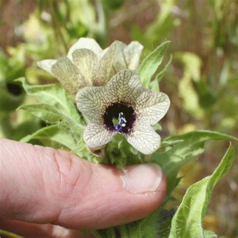 Bittersweet Nightshade Seeds Solanum Dulcamara 30 Seeds