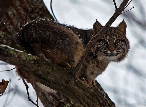 Bobcat Hunting