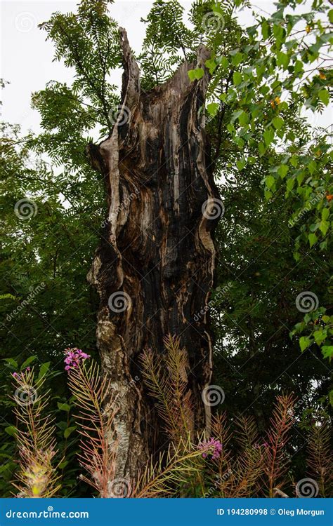 Dead Trees In The Forest Broken Tree Trunk Lightning Struck Trees