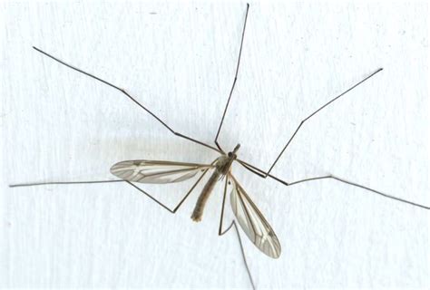 16 Bugs That Look Like Mosquitoes Pictures And Identification