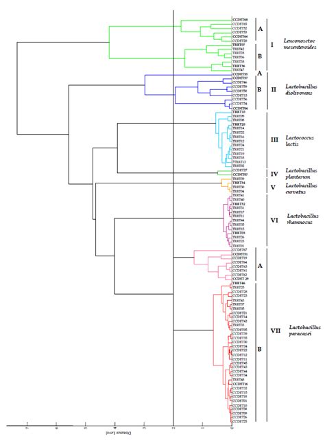 cluster analysis of maldi tof ms spectra of strains isolated in this