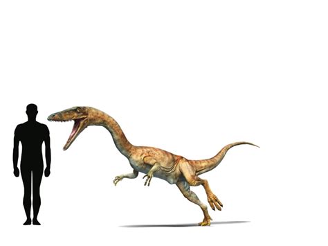 Coelophysis Gallery Dinopedia Fandom Powered By Wikia