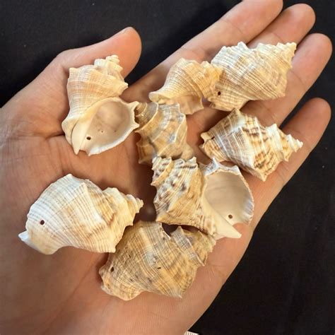 หอยสังข์สีเหลือง 50g Huang Zhou Lo สำหรับงานศิลปะเปลือกหอย ตกแต่งสวน Size2 4cm Shopee Thailand