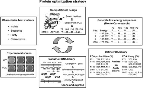 Computational Protein Design Coupled With Design Library Generation Download Scientific Diagram