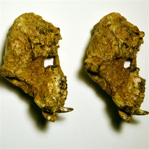 Mesopithecus Στεφανία Βελδεμίρη