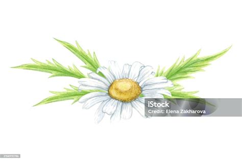 여름 들판 야생 카모마일 흰 꽃 수채화 손으로 그린 그림 그림 흰색 배경에 고립 꽃 나무에 대한 스톡 벡터 아트 및 기타 이미지 Istock