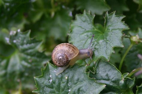 The Nhbs Guide To Uk Snail Identification
