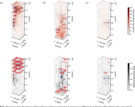 Figure 1 From Quantification Of Hypoxic Regions Distant From Occlusions In Cerebral Penetrating